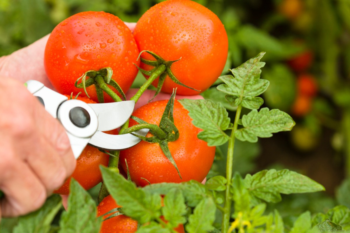 When to Pick Tomatoes for the Best-Tasting Homegrown Produce - Bob Vila