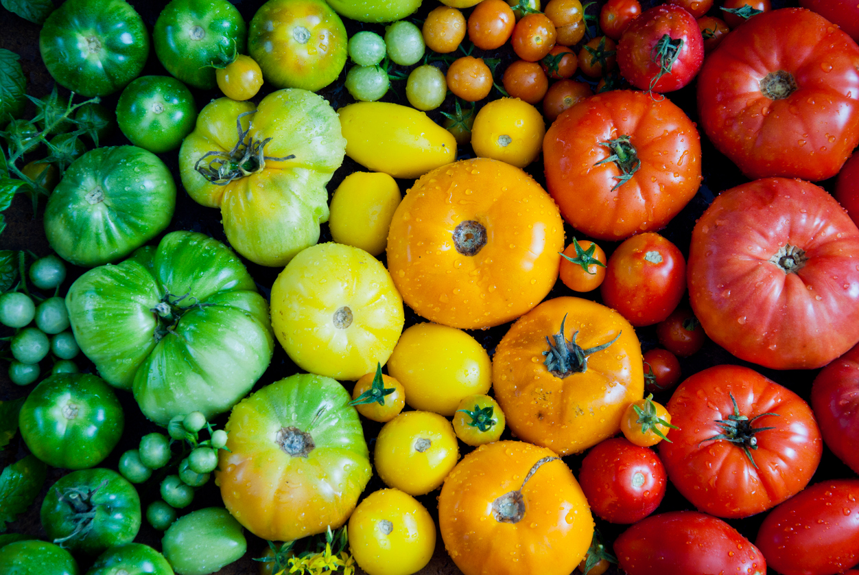 When to Pick Tomatoes for the Best-Tasting Homegrown Produce - Bob Vila