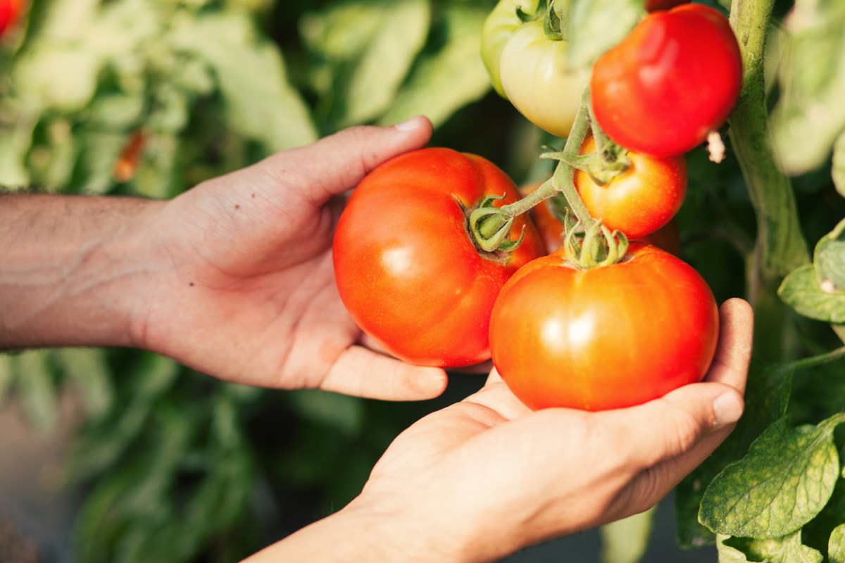 When to Pick Tomatoes for the Best-Tasting Homegrown Produce - Bob Vila