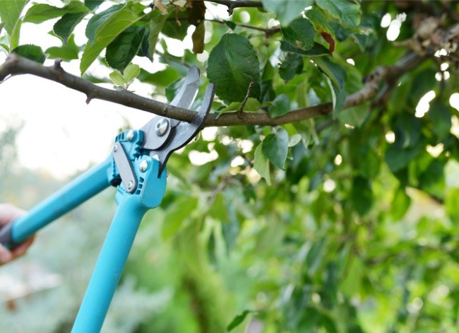 9 Ways to Keep Your Outdoor Plants Safe During Storms — Bob Vila
