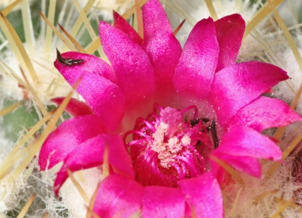 How to Get Rid of Thrips - Bob Vila