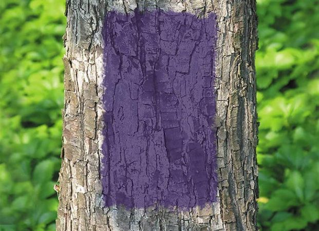 Purple Fence Meaning: It's Not Just for Curb Appeal