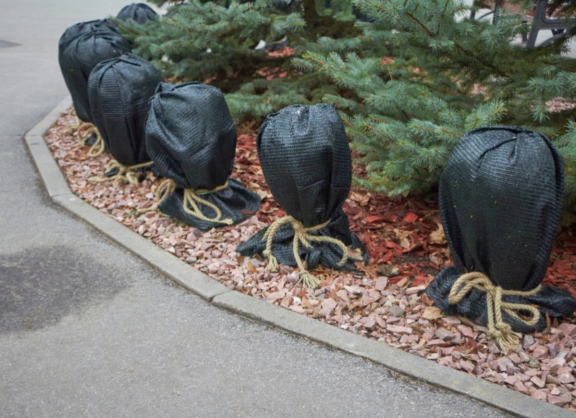 7 Types of Plant Covers All Home Gardeners Should Know - Bob Vila