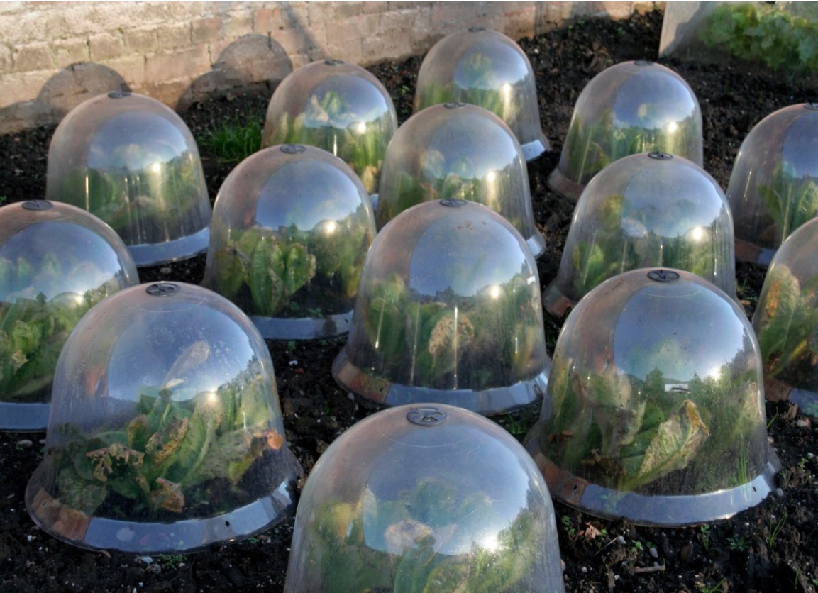 7 Types of Plant Covers That'll Protect Trees and Shrubs From the Cold