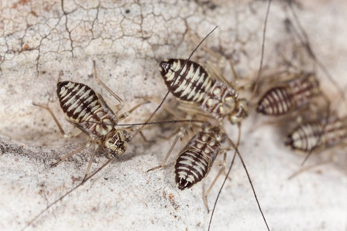 How To Get Rid of Booklice in the Home and Garden - Bob Vila