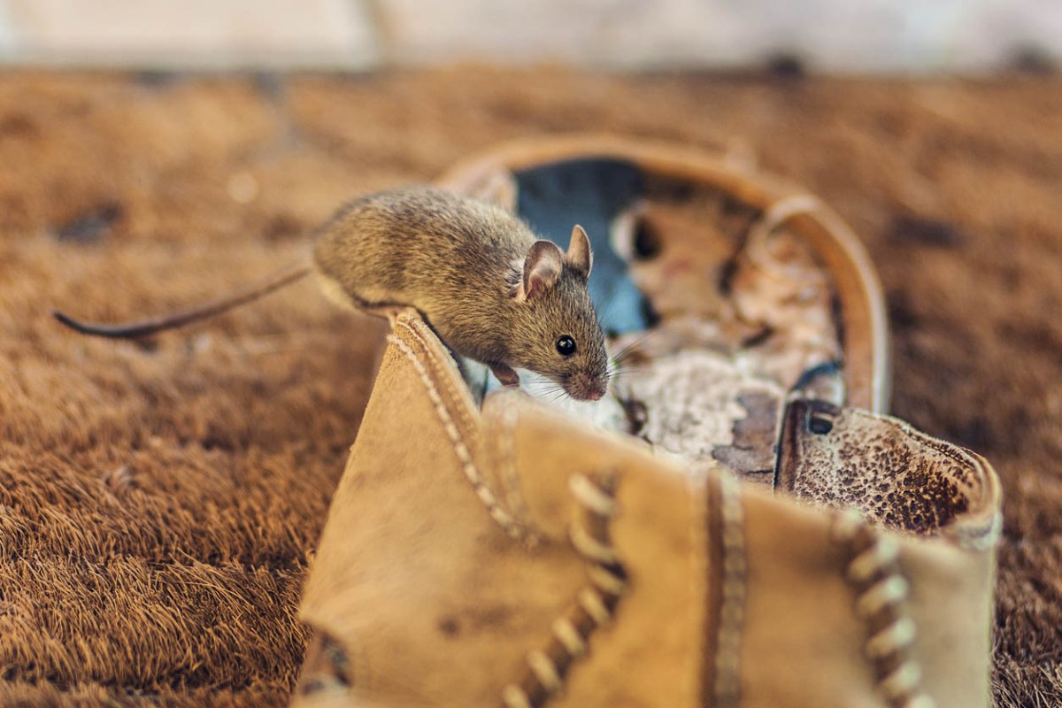 If You See One Mouse, How Many Do You Have? Solved! - Bob Vila