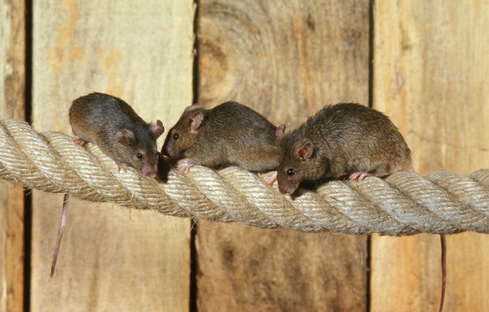 What Does Mouse Poo Look Like? How To Recognize Mouse Feces - Bob Vila