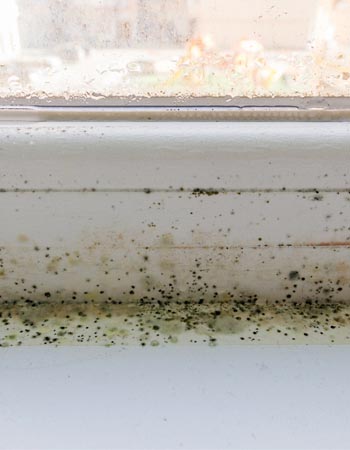 Solved! Why There Is Mold on the Window Sill and What to Do About It ...