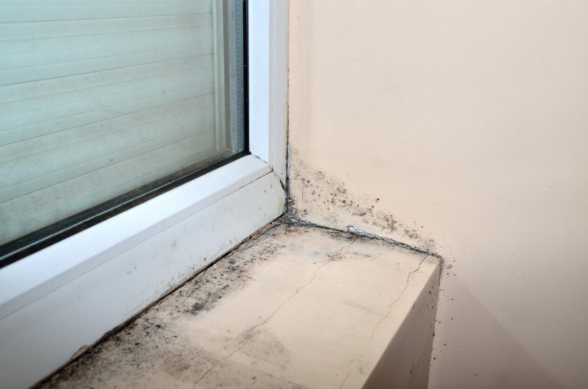 Solved! Why There Is Mold on the Window Sill and What to Do About It ...