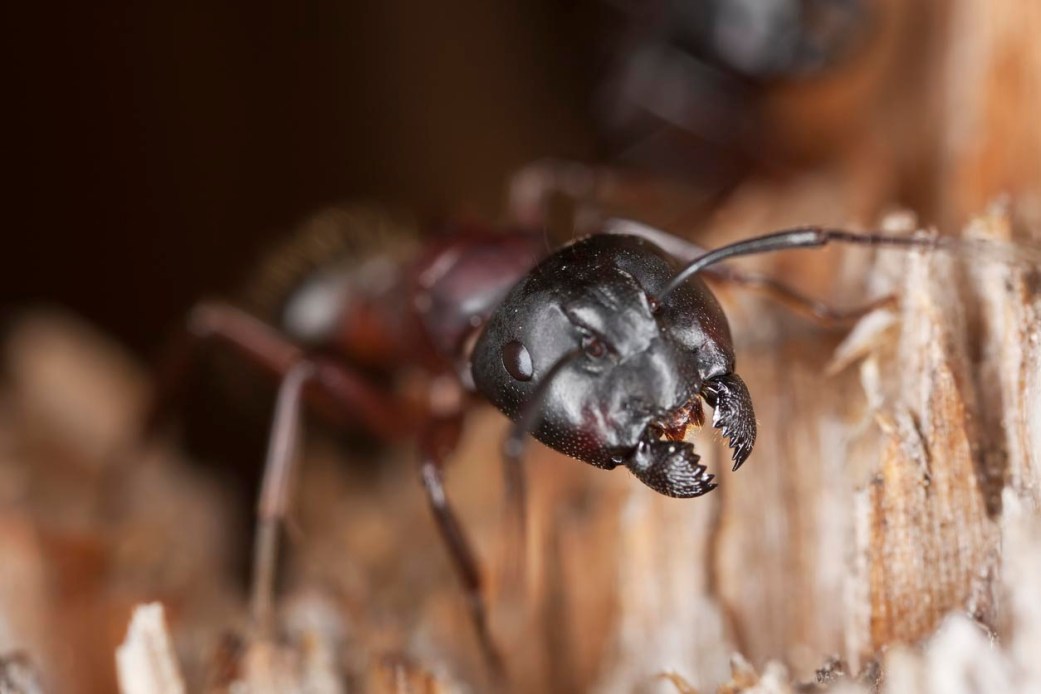 Don't Ever Ignore These 6 Signs of Carpenter Ants in the House—Here's Why