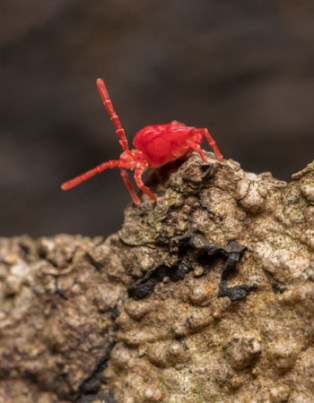 Clover Mites: A Homeowner's Guide to These Tiny Red Bugs - Bob Vila