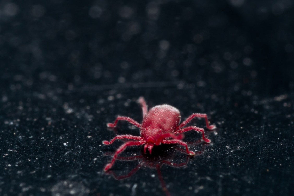 Clover Mites: A Homeowner's Guide to These Tiny Red Bugs - Bob Vila