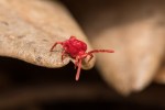 Clover Mites: A Homeowner's Guide to These Tiny Red Bugs - Bob Vila