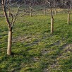 7 Types of Plant Covers That'll Protect Trees and Shrubs From the Cold
