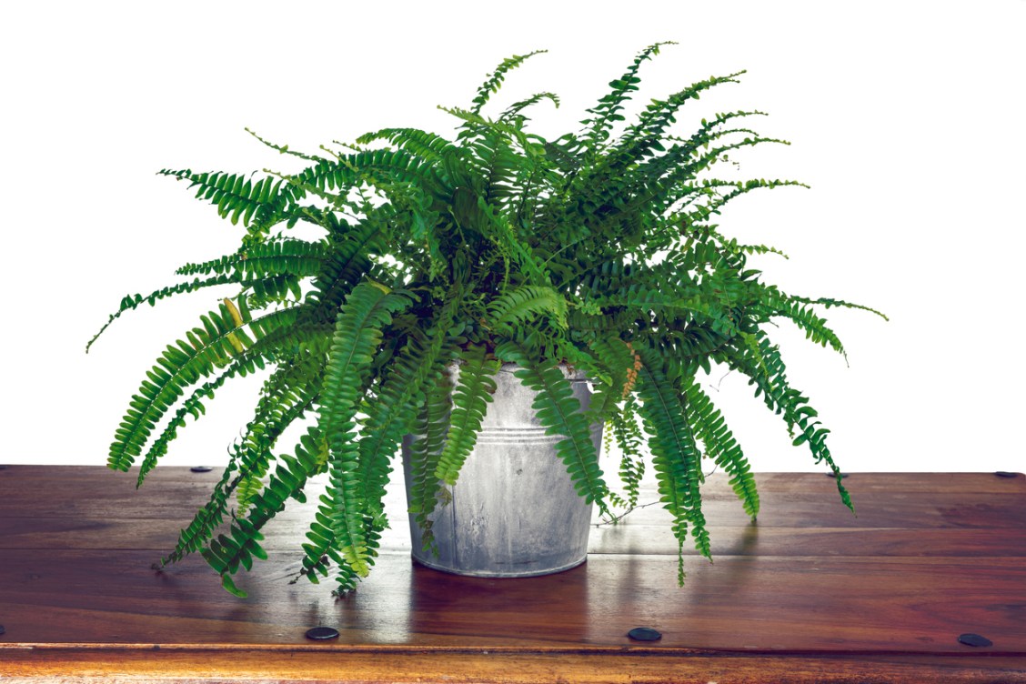 Boston Fern Care 101: Mastering the Most Finicky Fronds - Bob Vila