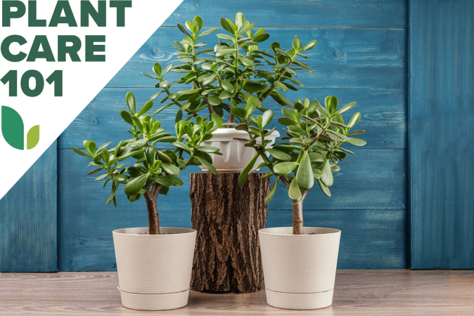 Jade Plant Care 101: This Plant Can Live for Generations