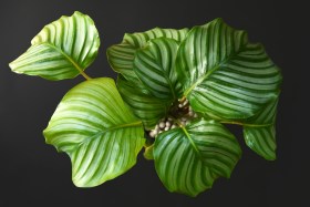 Calathea Care 101 - Bob Vila