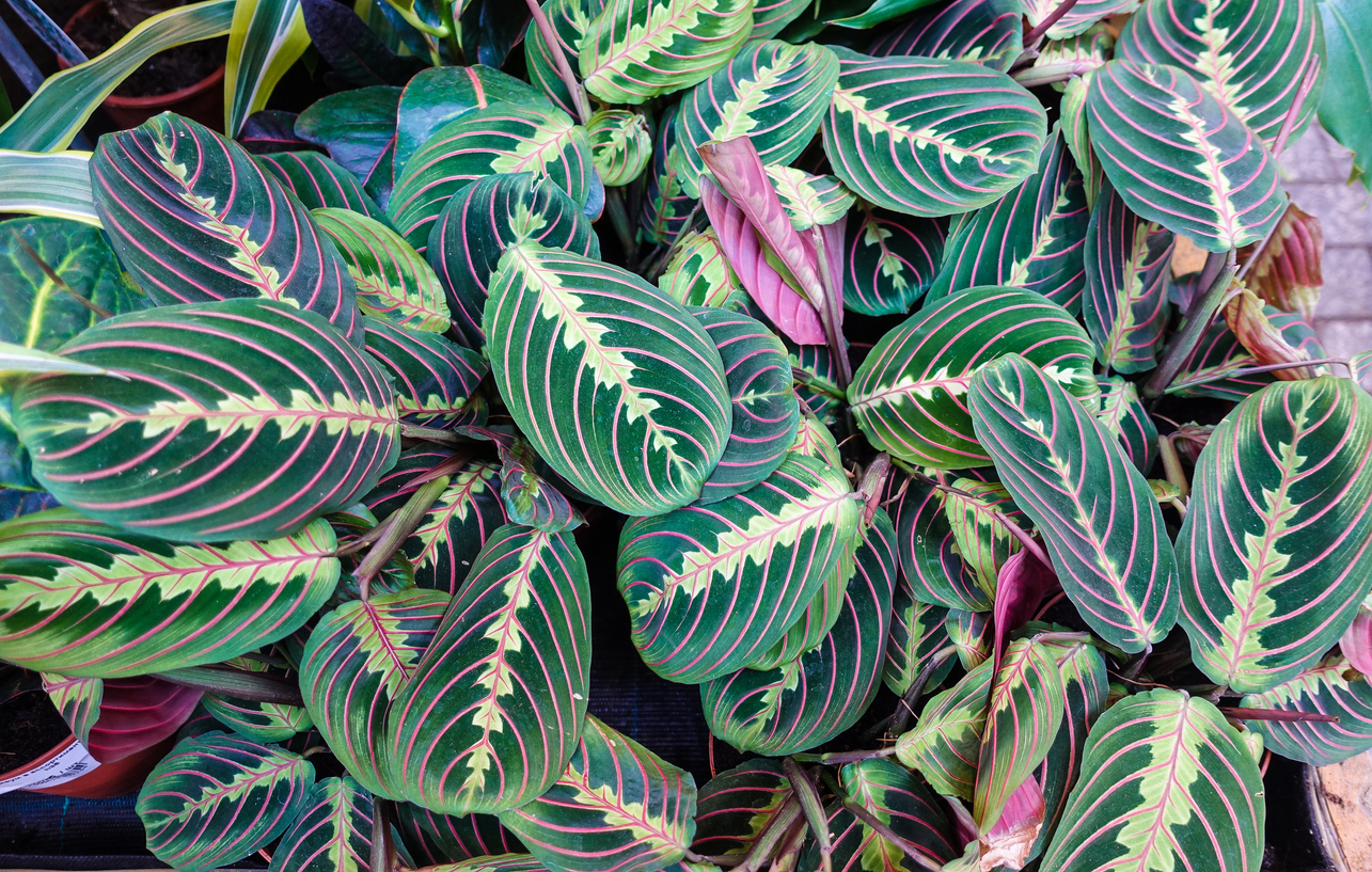 Prayer Plant Care 101: Mastering an Ornamental Beauty - Bob Vila