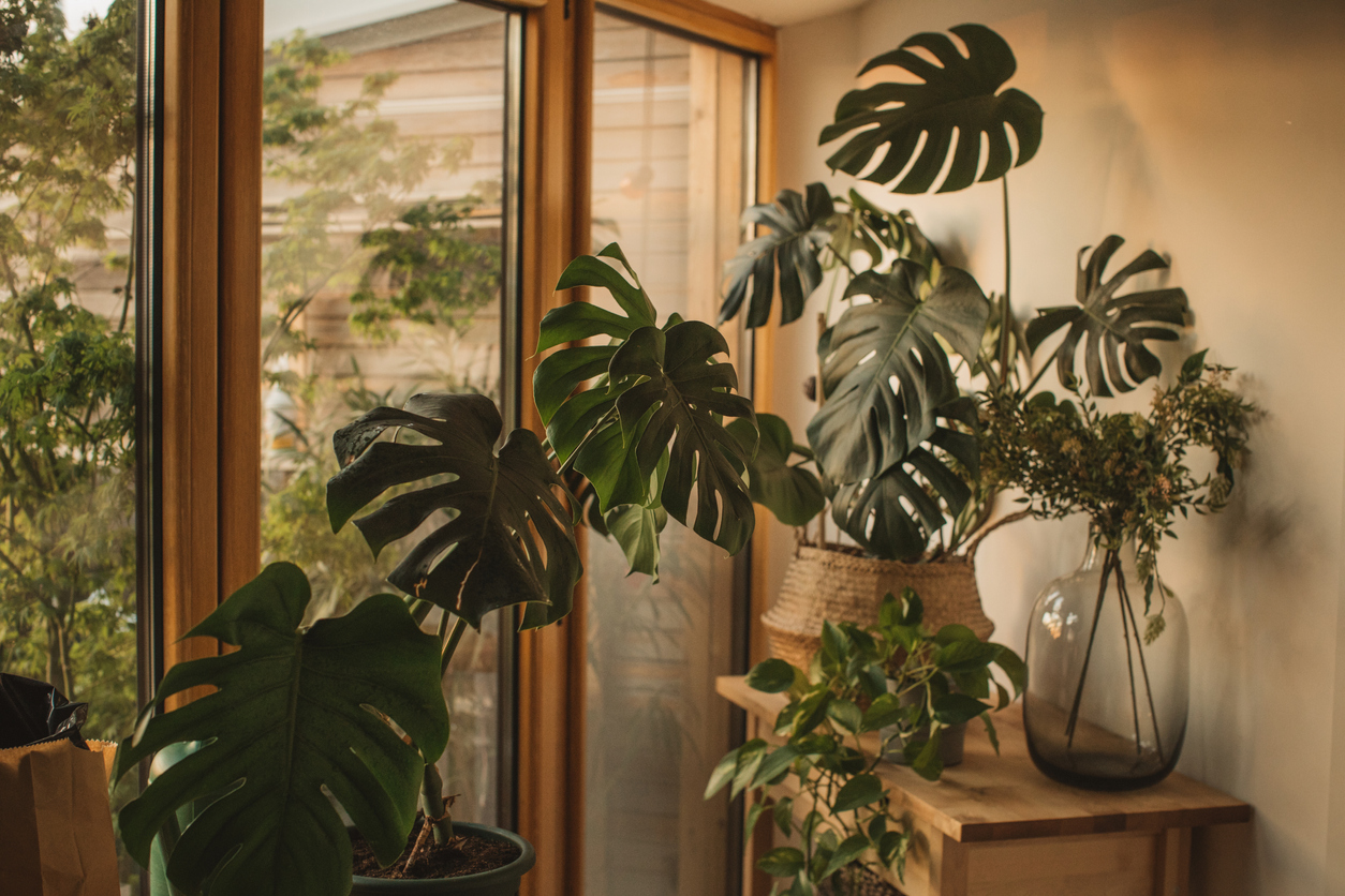 Monstera Plant Care 101 | Watering, Propagating, and More - Bob Vila