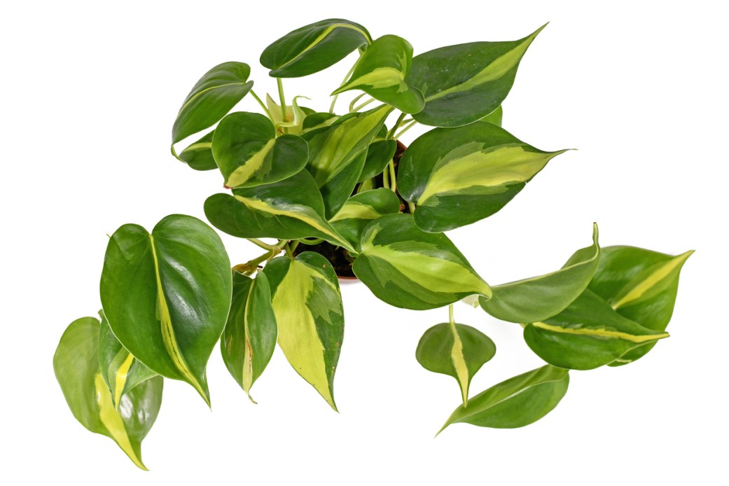 Philodendron Care 101 | Growing, Pruning, and Propagating