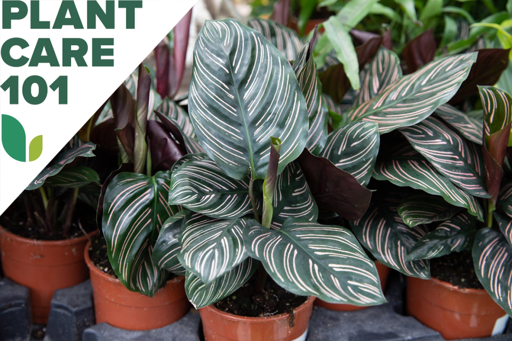 Calathea Care 101 - Bob Vila