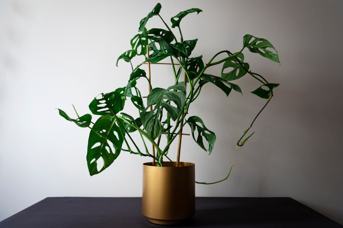 Monstera Plant Care 101 | Watering, Propagating, and More - Bob Vila
