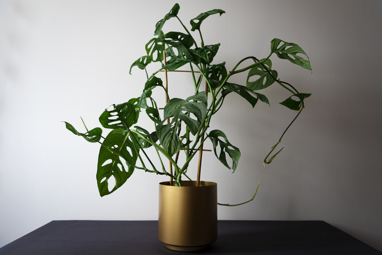 Monstera Plant Care 101 | Watering, Propagating, and More - Bob Vila