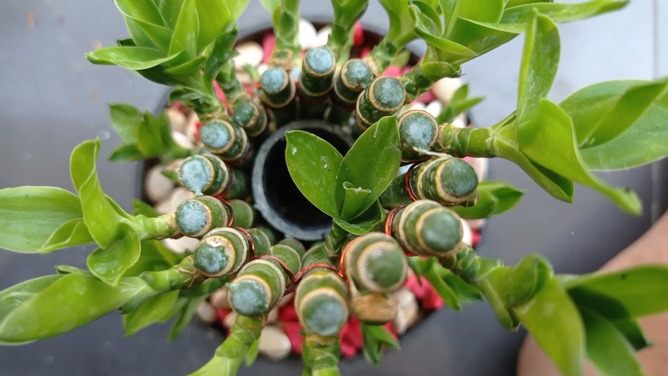 Lucky Bamboo Care 101: This Routine is About as Easy as it Gets - Bob Vila