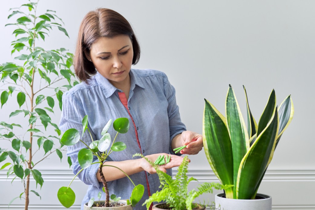 Snake Plant Care 101: Watering, Pruning, Propagating and More - Bob Vila