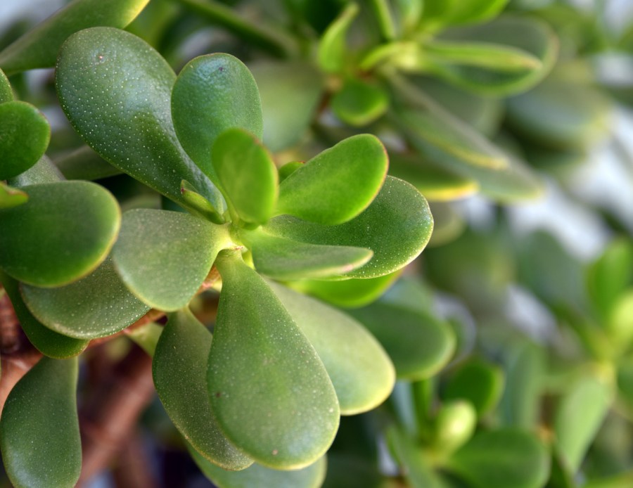 Jade Plant Care 101: This Plant Can Live for Generations