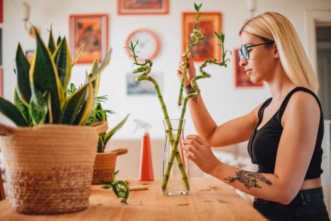 Lucky Bamboo Care 101: This Routine is About as Easy as it Gets - Bob Vila