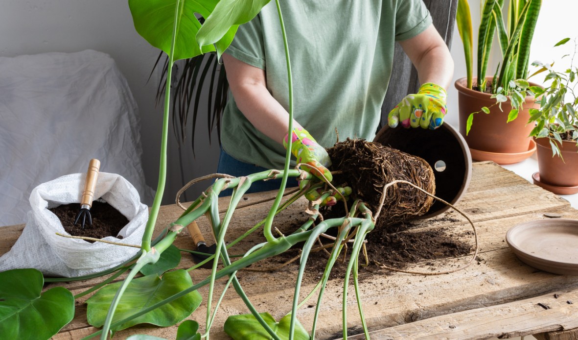 Monstera Plant Care 101 | Watering, Propagating, and More - Bob Vila