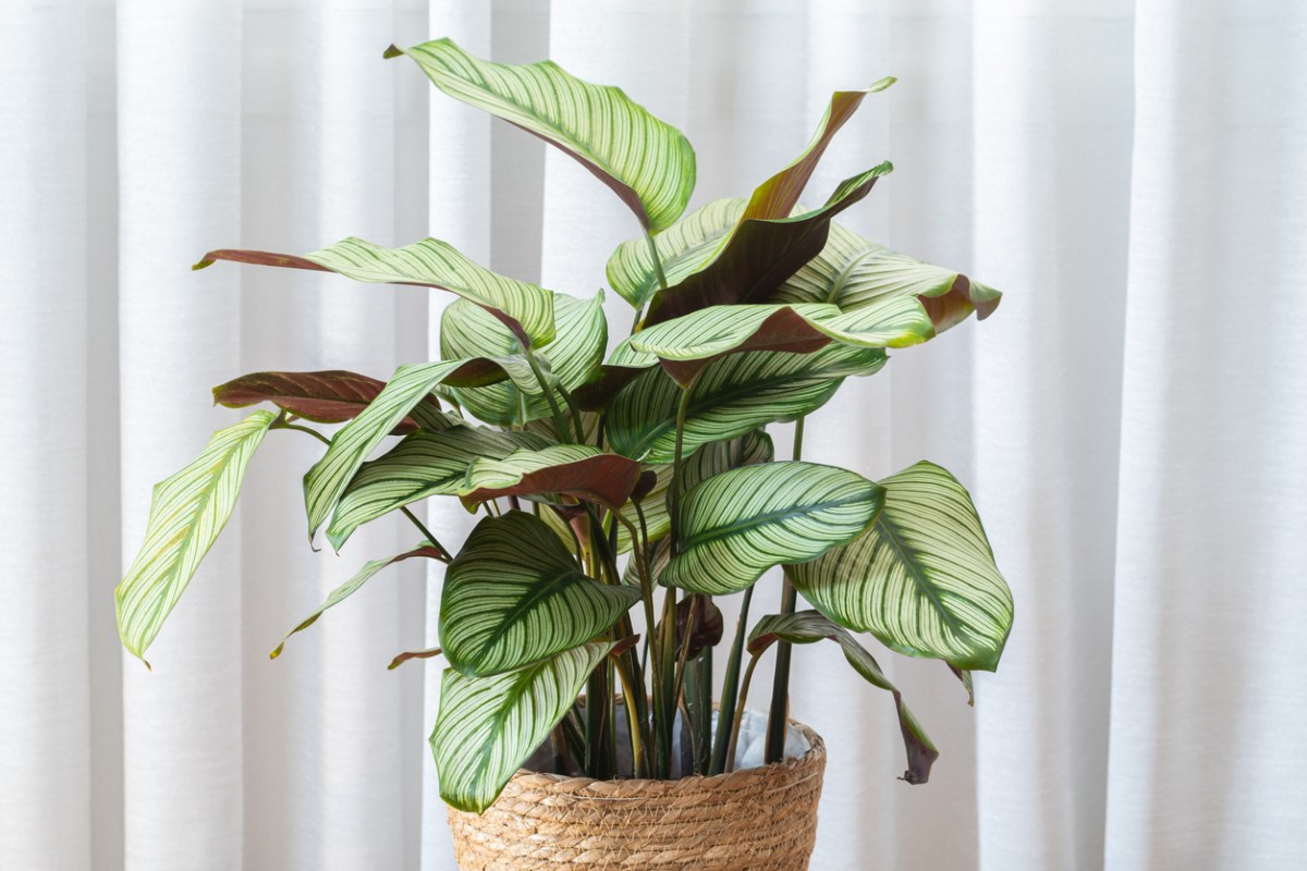 Calathea Care 101 - Bob Vila