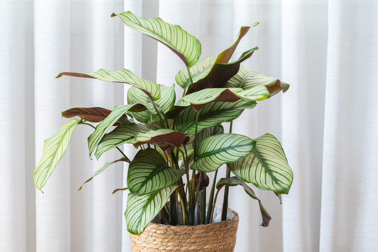 Calathea Care 101 - Bob Vila
