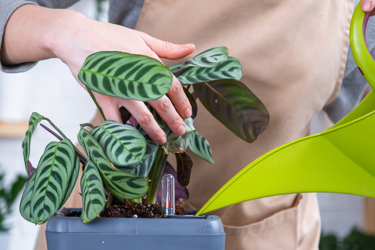 Calathea Care 101 - Bob Vila