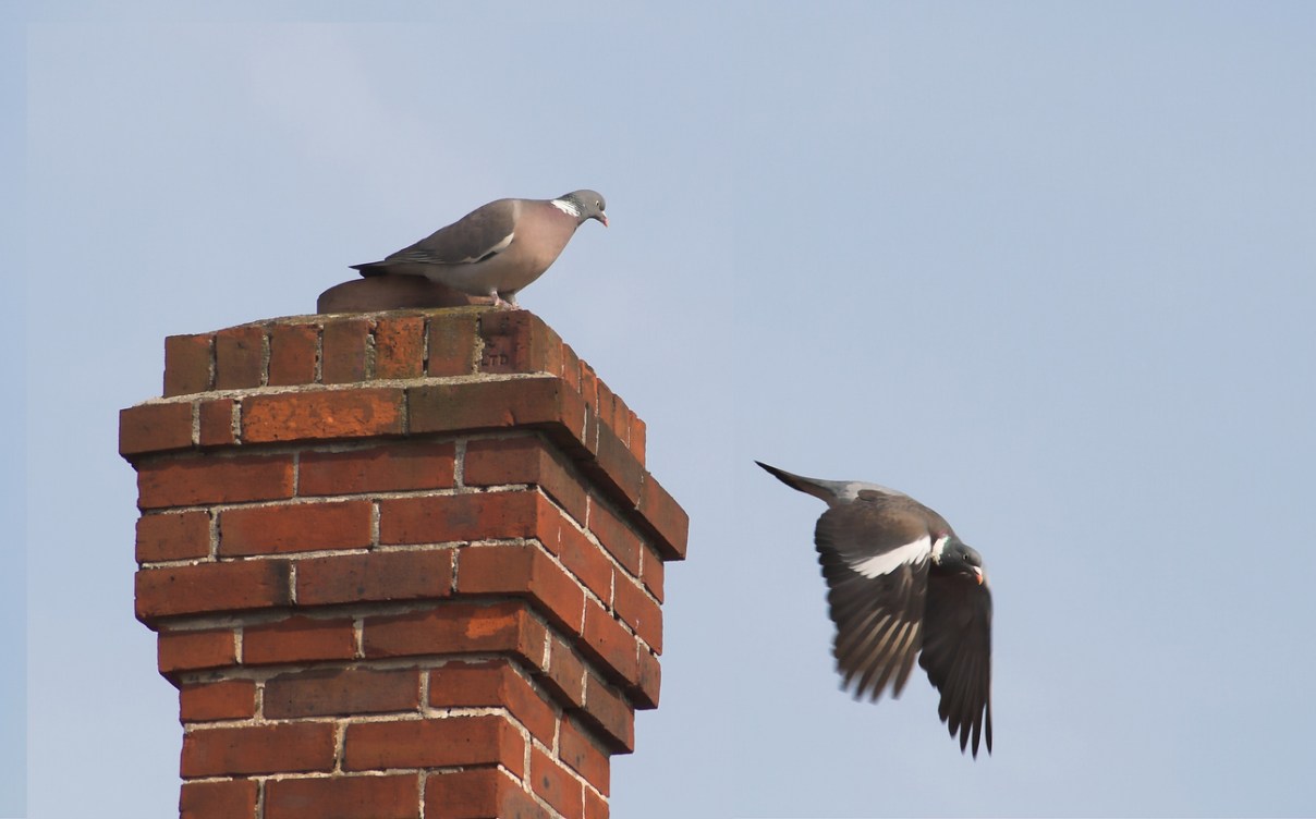 How To Get Birds Out of a Chimney — The Easy Way