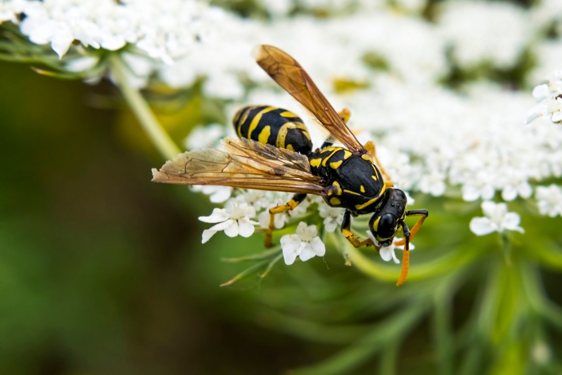 Hornet vs Wasp: What's the Difference? - Bob Vila