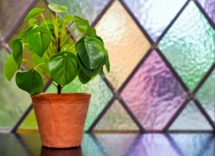 Pilea Care 101: This Routine will Yield Many a Happy Houseplant - Bob Vila