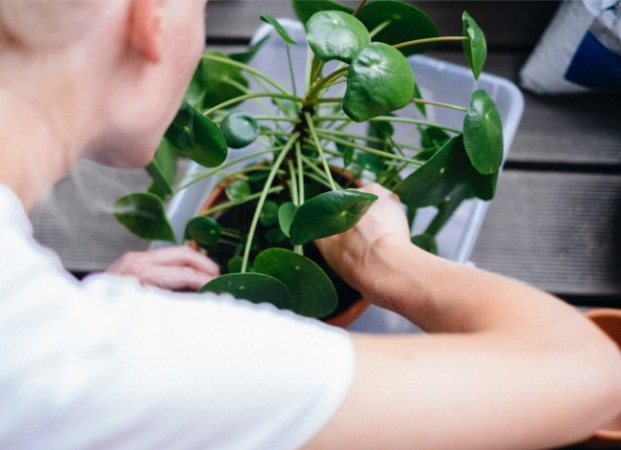 Pilea Care 101: This Routine will Yield Many a Happy Houseplant - Bob Vila
