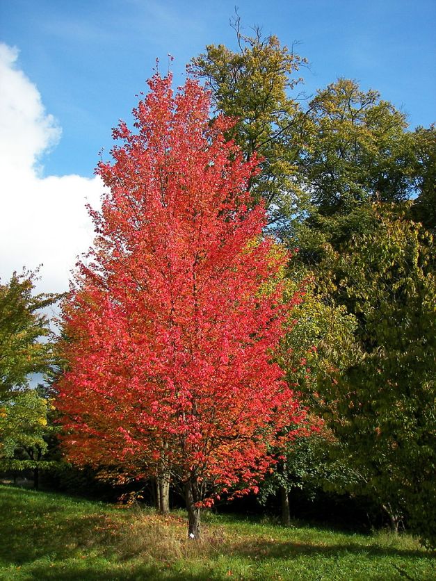 6 Types of Maple Trees You Might Find on Your Property