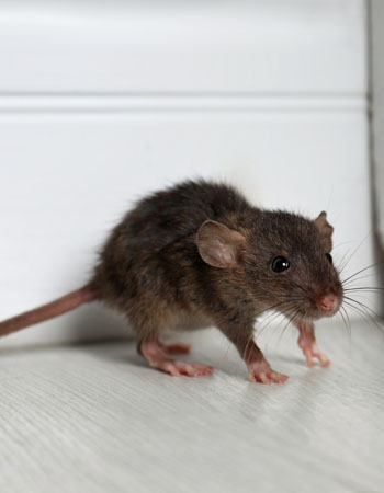 How To: Get Rid of Rats From Your Home and Garden - Bob Vila