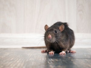 How To: Get Rid of Rats From Your Home and Garden - Bob Vila