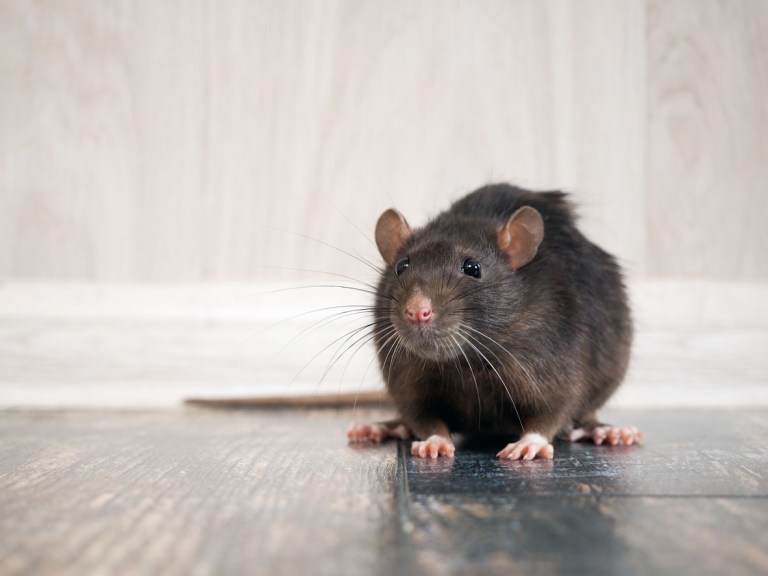 How To: Get Rid of Rats From Your Home and Garden - Bob Vila