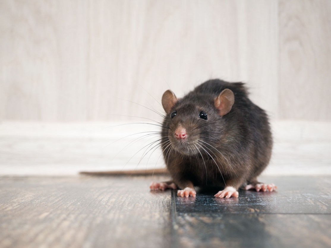 How To: Get Rid of Rats From Your Home and Garden - Bob Vila
