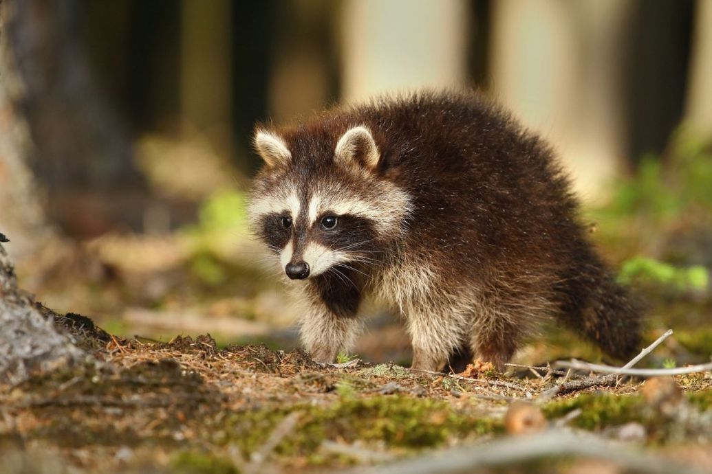 What Does Raccoon Poop Look Like? - Bob Vila