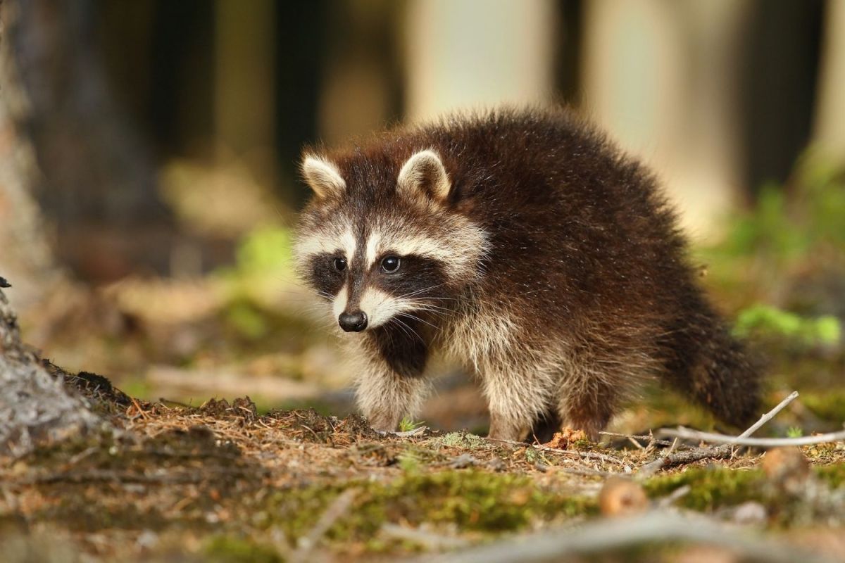 What Does Raccoon Poop Look Like? - Bob Vila