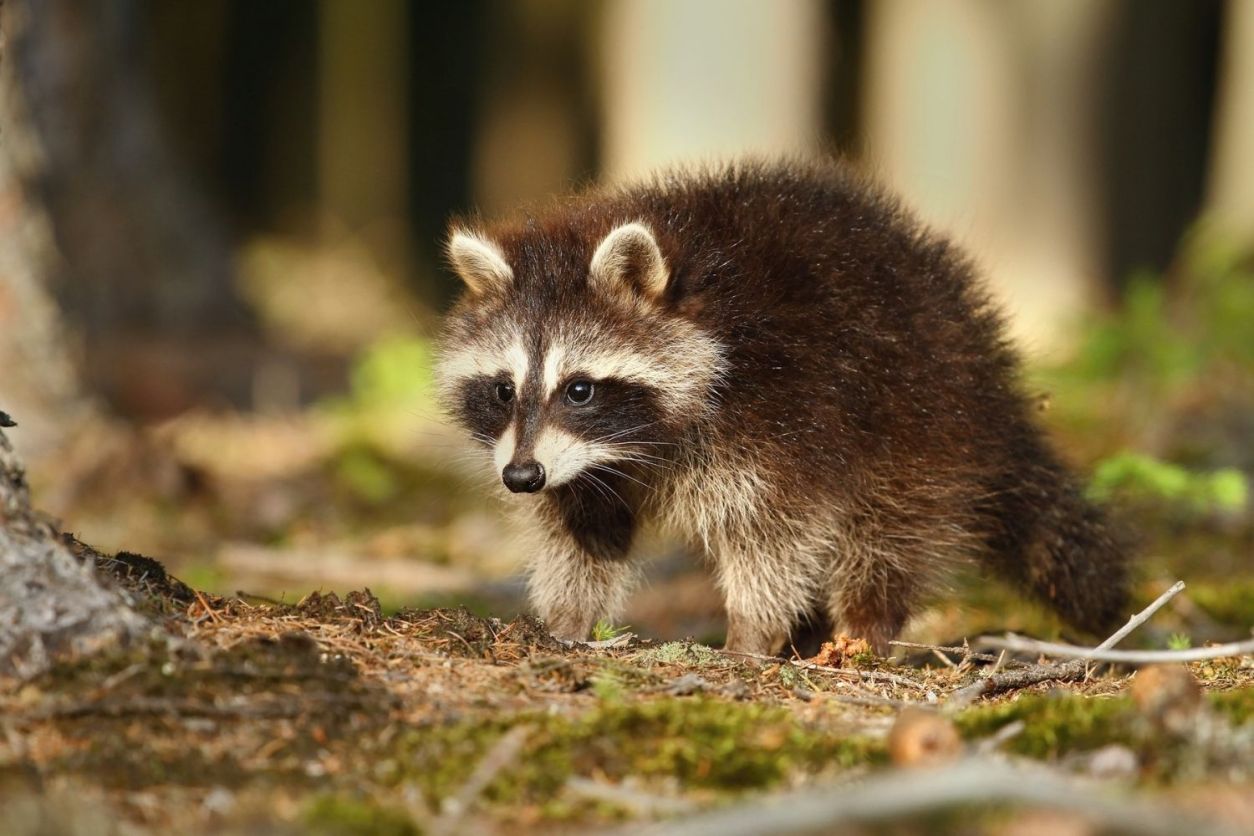 What Does Raccoon Poop Look Like? - Bob Vila