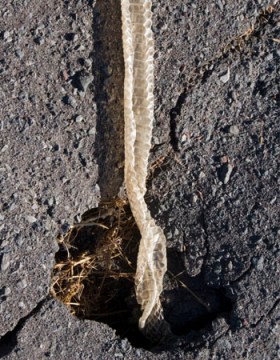 Snake Holes in the Yard: Identification and Next Steps