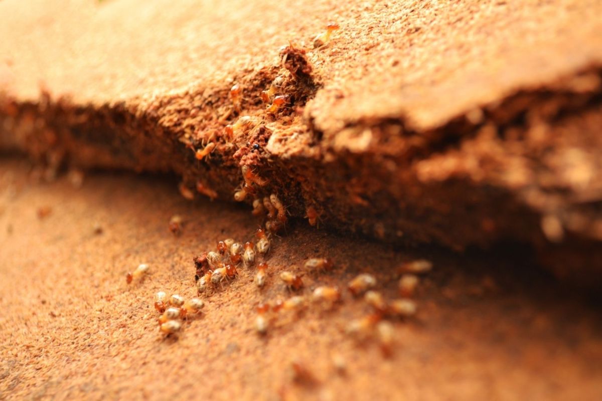 Help! What Are These Tiny White Bugs in My House? - Bob Vila