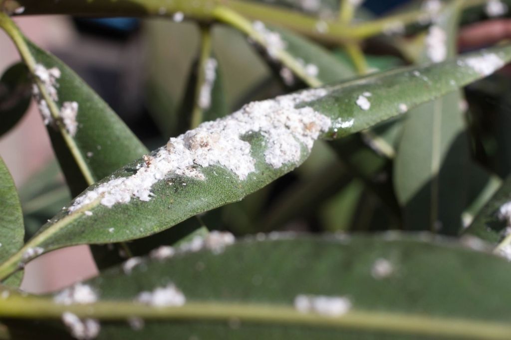 Help! What Are These Tiny White Bugs in My House? - Bob Vila